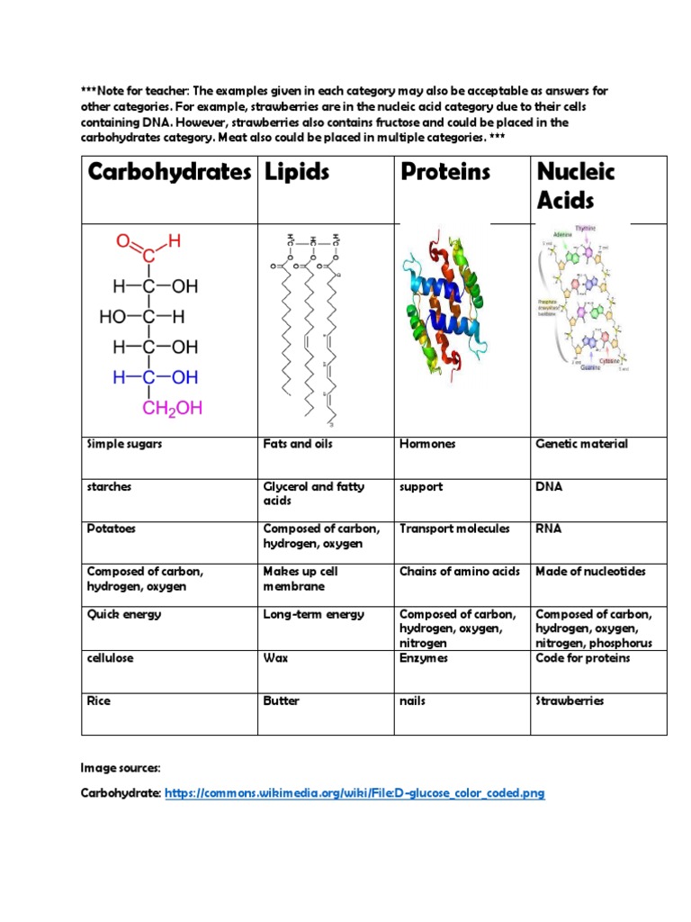 Macromolecule Card Sort | PDF