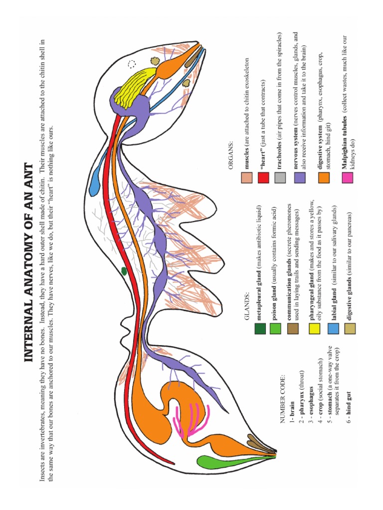 Ant Internal Anatomy Diagram | PDF | Digestion | Stomach