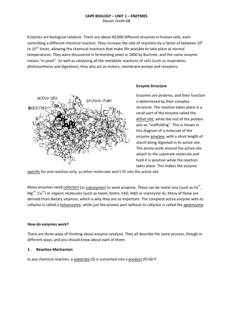 Cape Biology - Unit 1 - Enzymes | PDF | Active Site | Enzyme