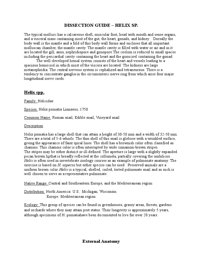 Dissection HELIX POMATIA | PDF | Mollusca | Molluscs