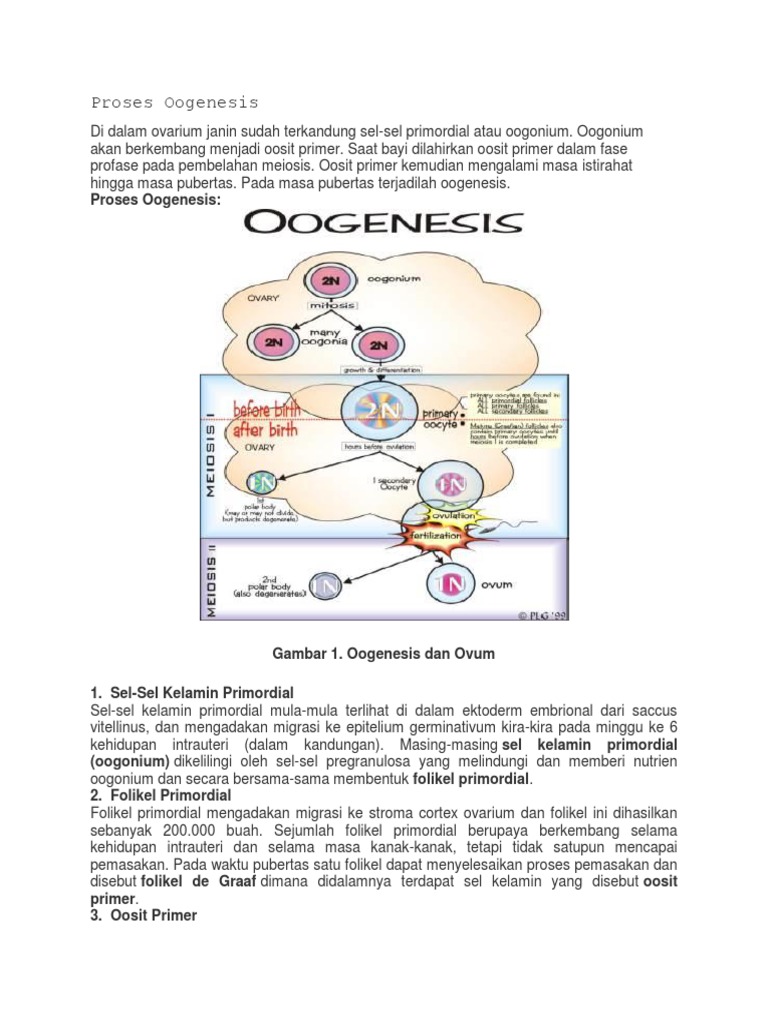 Proses Oogenesis | PDF