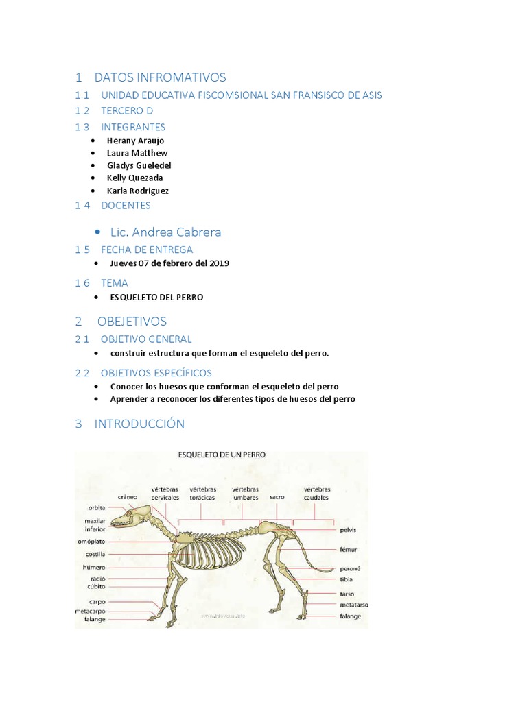 Esqueleto Informe | PDF | Perros | Hueso