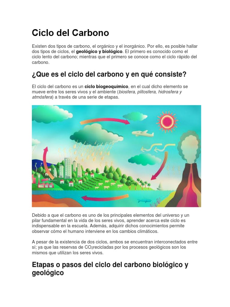 Ciclo Del Carbono | PDF | Ciclo del carbono | Dióxido de carbono