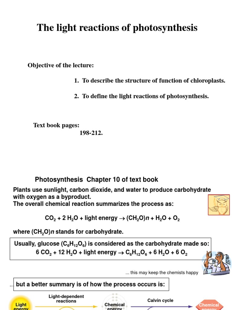 Lecture - 5 Light Reaction | PDF | Photosynthesis | Chlorophyll