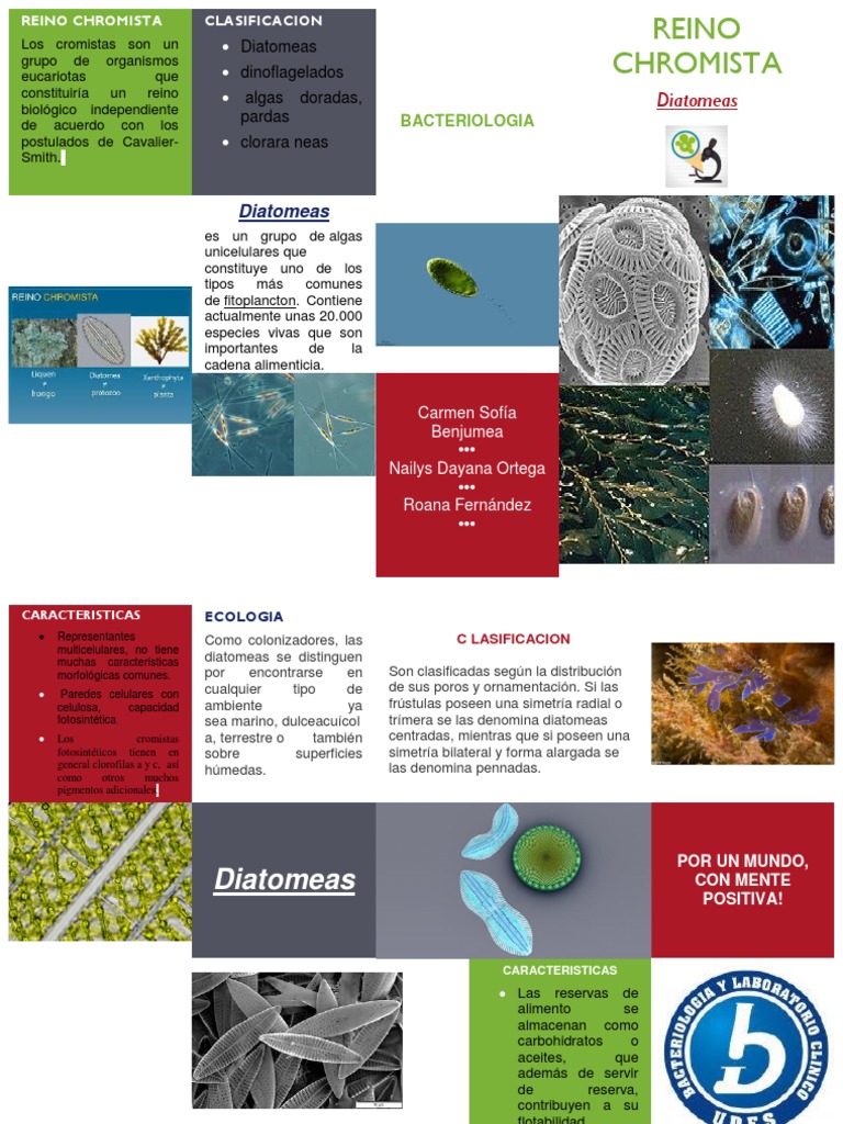 Reino Chromista Folletos | Algas | Organismos