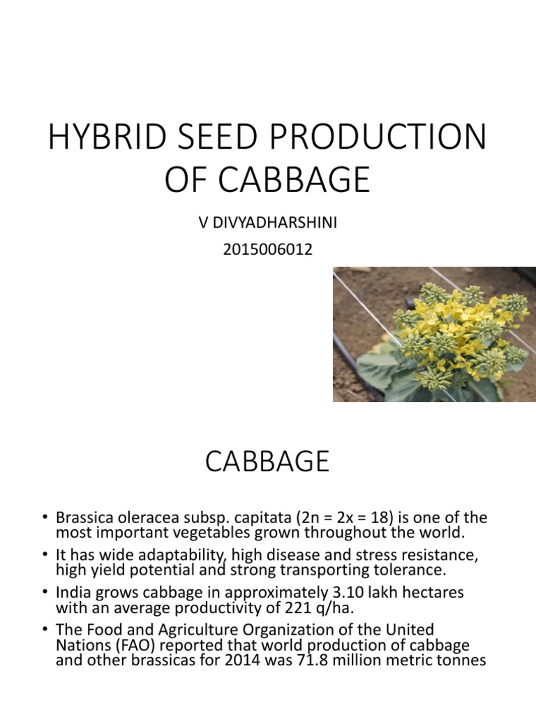 Cabbage Hybrid Seed Production | PDF | Pollination | Cabbage
