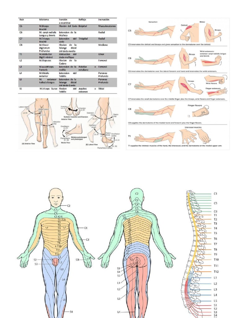 Miotomas y Dermatomas | PDF