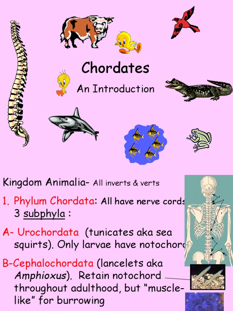 Introduction to Chordates Overview | PDF | Vertebrates | Chordates