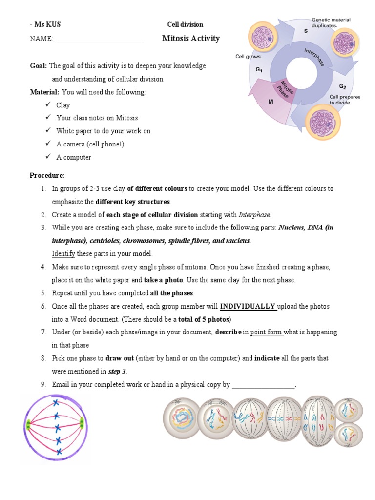 Mitosis Activity | PDF | Mitosis | Cell Cycle