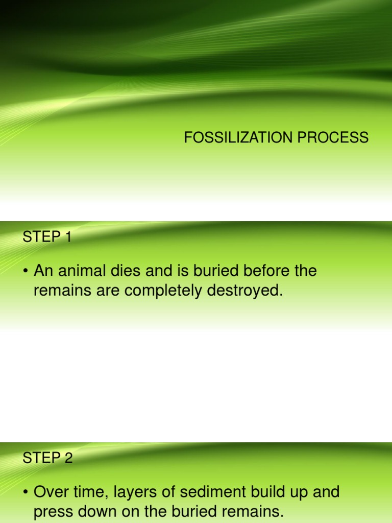 Fossilization Process | PDF