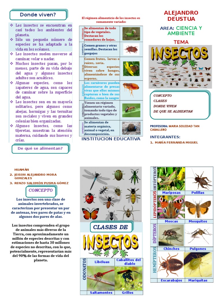 Triptico Los Insectos | PDF | Insectos | Mosca