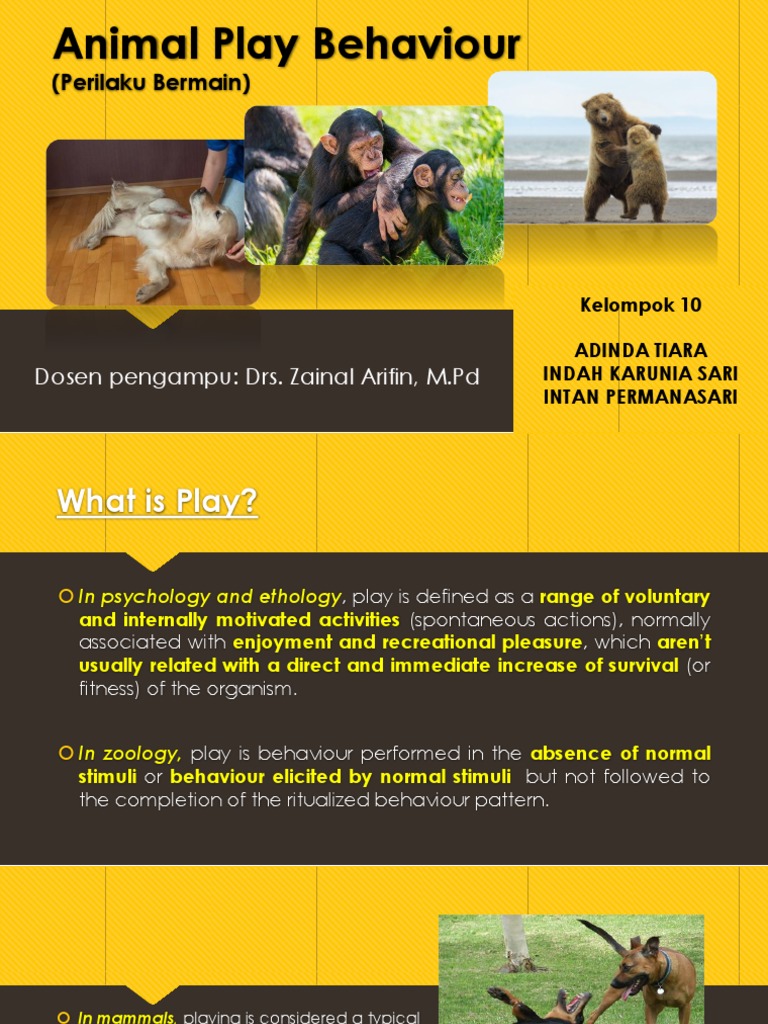 Animal Play Behaviour: (Perilaku Bermain) | PDF | Ethology | Brain