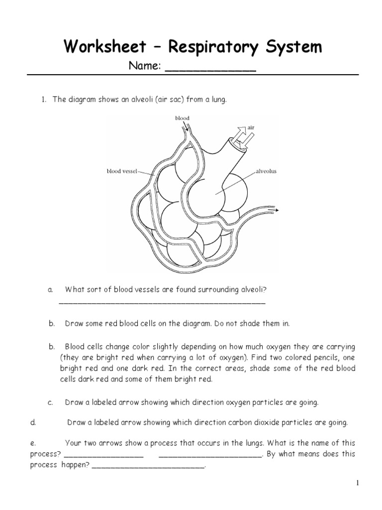 Worksheet - Respiratory System PDF | PDF | Respiratory System | Lung