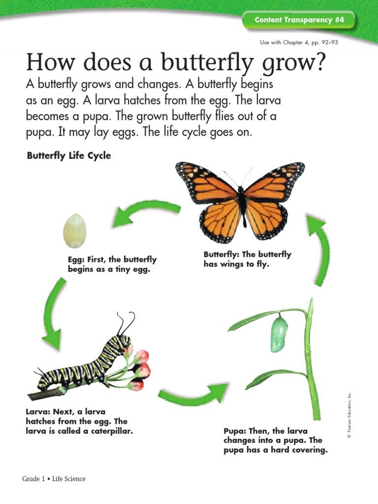 How Does A Butterfly Grow? | PDF