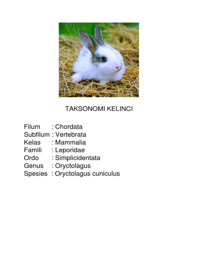 Taksonomi Kelinci | PDF