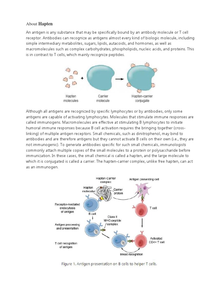 Hapten | PDF | Antigen | B Cell