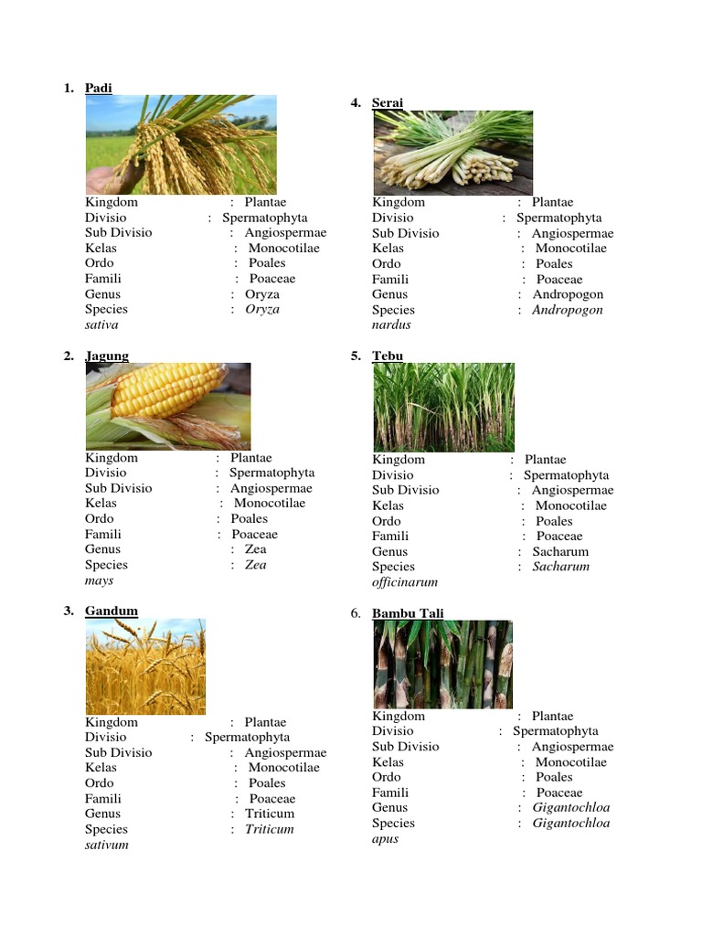Taxonomy of Key Plant Species | PDF | Horticulture And Gardening | Plants