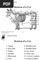 Exploring The Body System of The Carabao | PDF | Respiratory Tract | Neuron