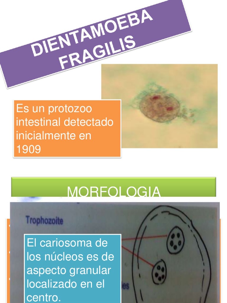 Dientamoeba Fragilis | PDF