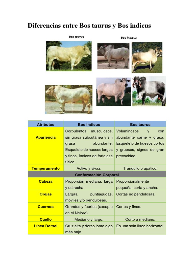 Diferencias Entre Bos Taurus y Bos Indicus | Vacas | Animales y humanos