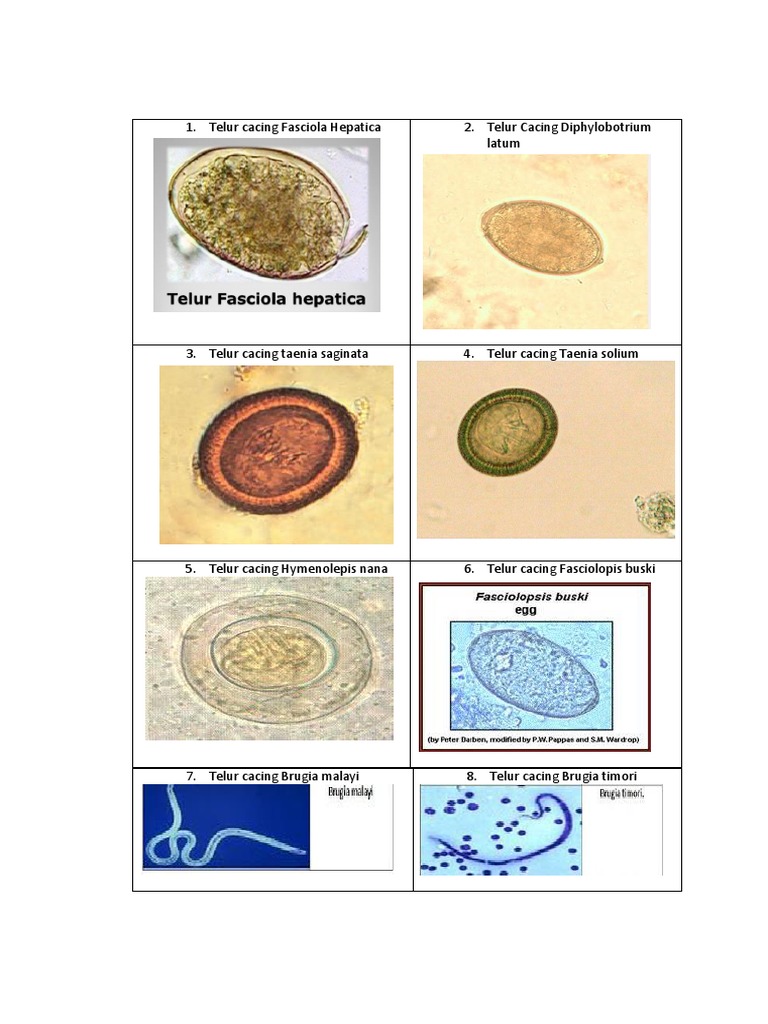 Gambar Telur Cacing | PDF