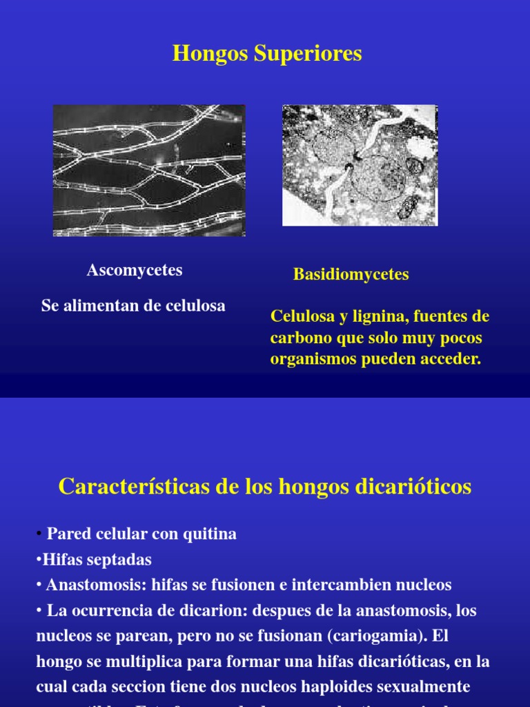 Características de los Ascomicetos | PDF | Ciencia y matemáticas