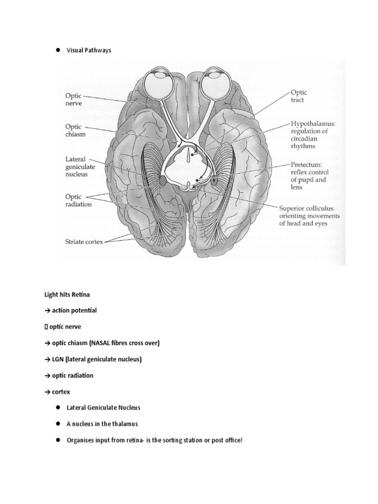 Visual Pathways: Light Hits Retina Action Potential | PDF | Visual ...