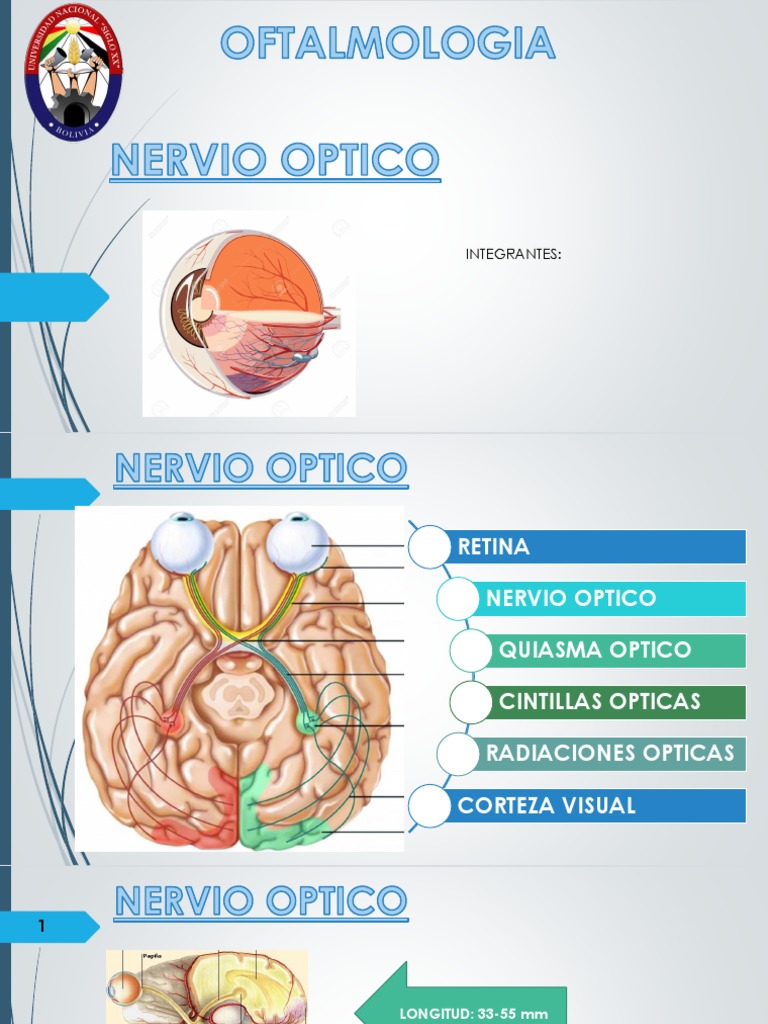 Nervio Optico PDF | PDF