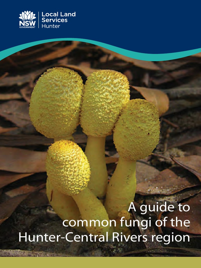 Guide To Common Fungi HCR PDF | PDF | Fungus | Biology