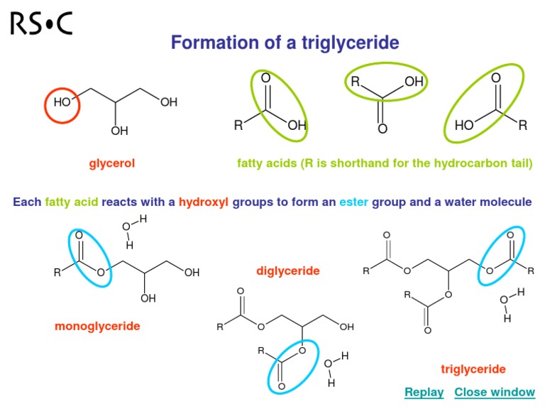 05 Triglyceride Form | PDF