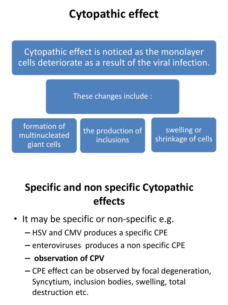 Cytopathic Effect | PDF | Clinical Pathology | Virus
