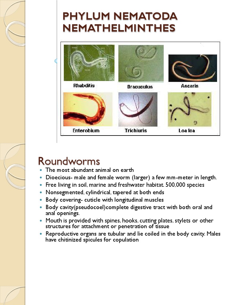 Phylum Nematoda Animals