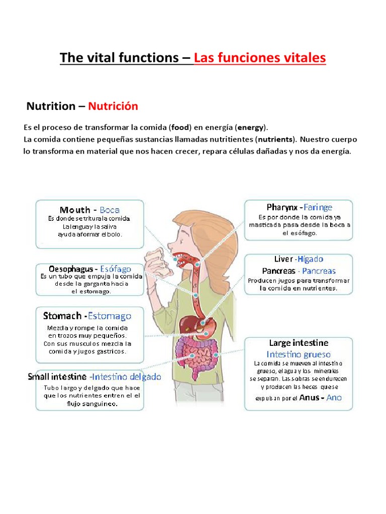 The Vital Functions | PDF