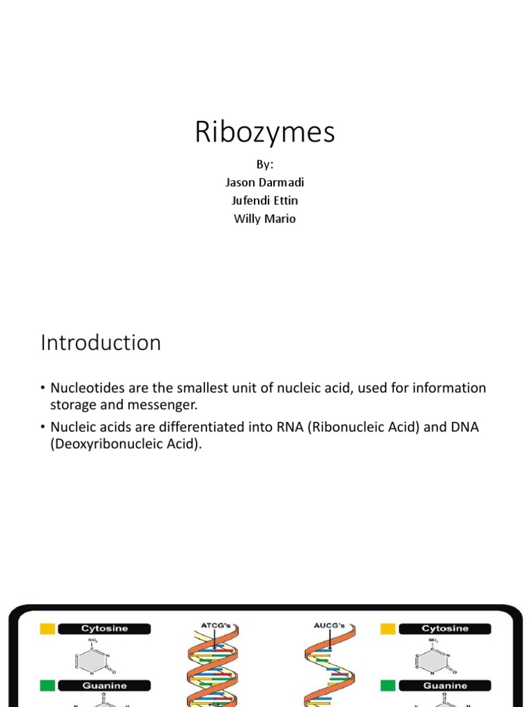 Ribozymes | PDF