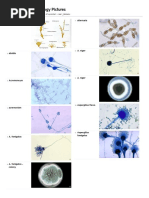 List of Bacteria 40 Scientific Names With 40 Common Names | PDF ...