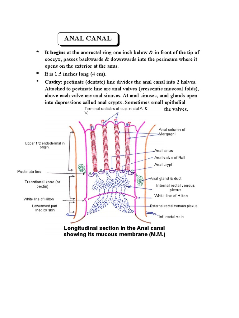 Anatomy Anal Canal | PDF | Hemorrhoid | Rectum