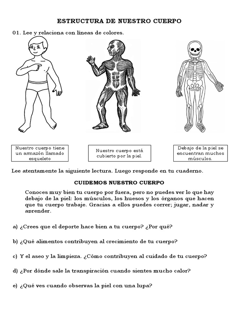 Estructura Del Cuerpo Humano | PDF