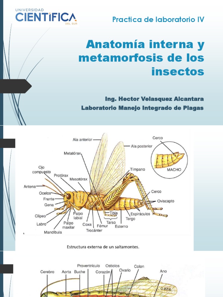 Anatomía Interna de Los Insectos