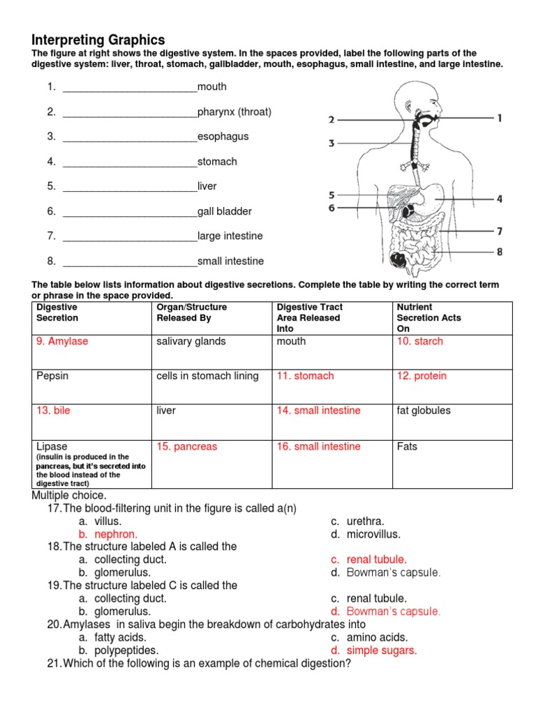 Digestive Urinary System Review Answers | PDF | Human Digestive System ...