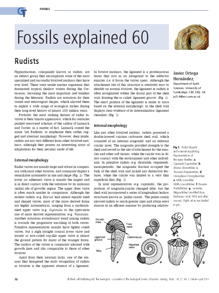 Fossils Explained Rudists PDF | PDF | Bivalvia | Cretaceous