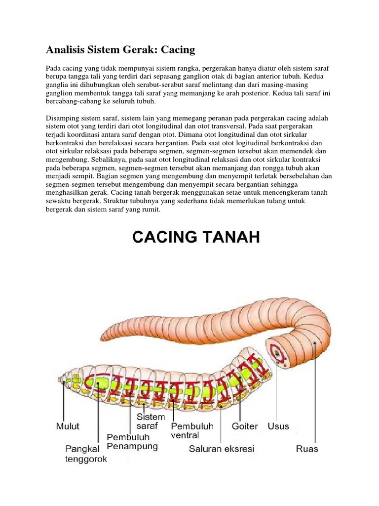Analisis Sistem Gerak Cacing Tanah | PDF