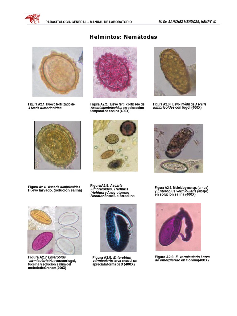 PARASITOLOGIA-HELMITOS.pdf | Animales y humanos | Parasitología