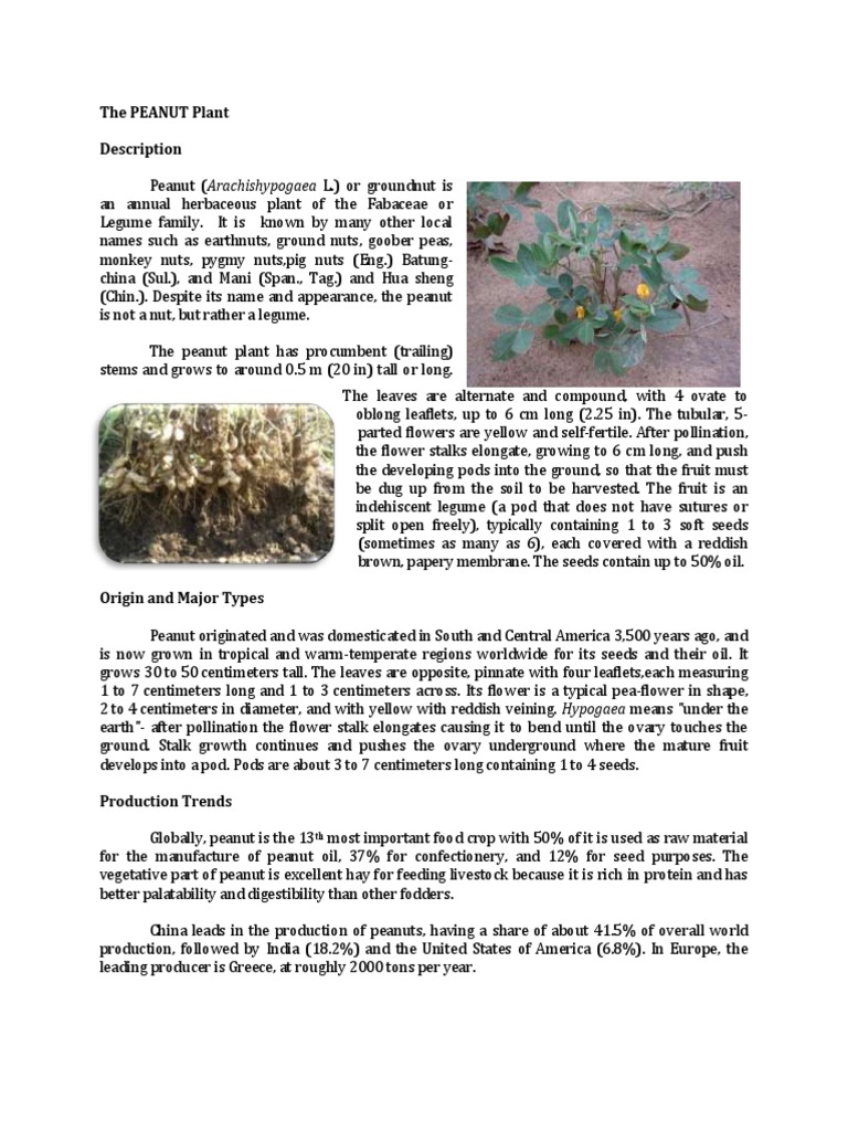 Peanut | PDF | Peanuts | Fertilizer