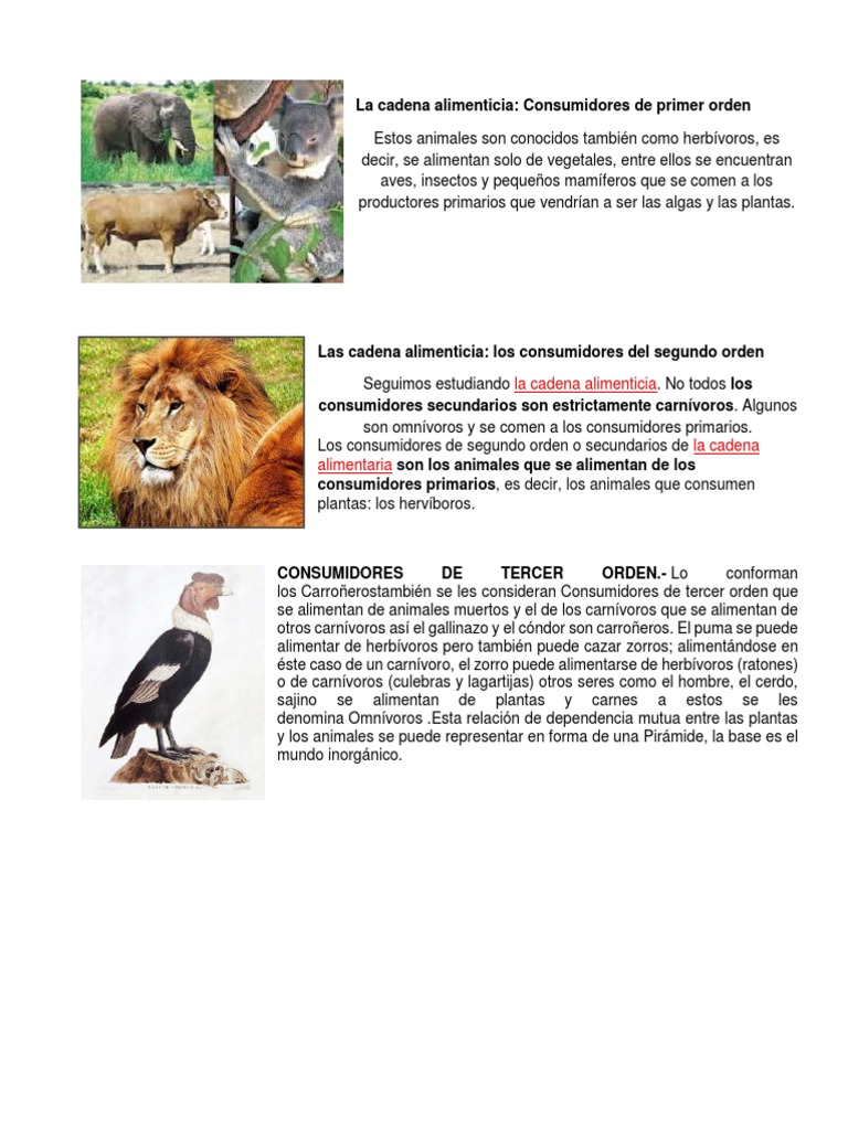 Cadena Alimenticia De Herbívoros