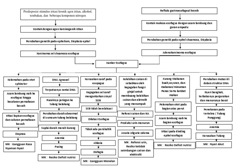 Woc Esofagus B1-B6 | PDF