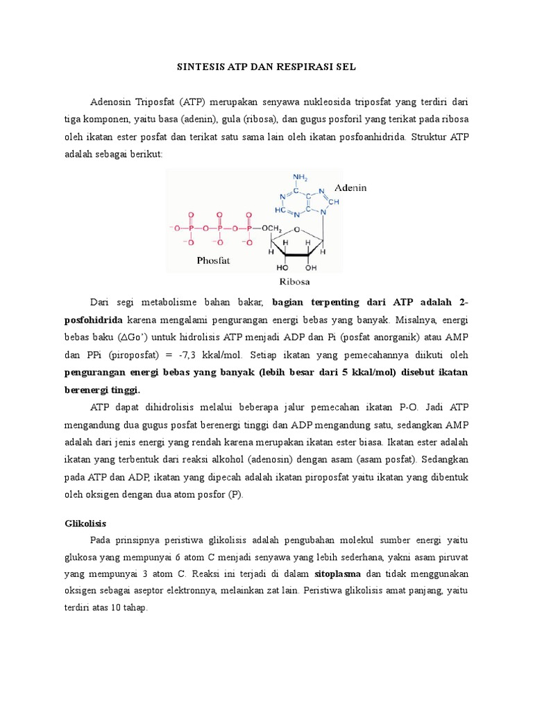Sintesis Atp Dan Perannya Dalam Metabolisme | PDF