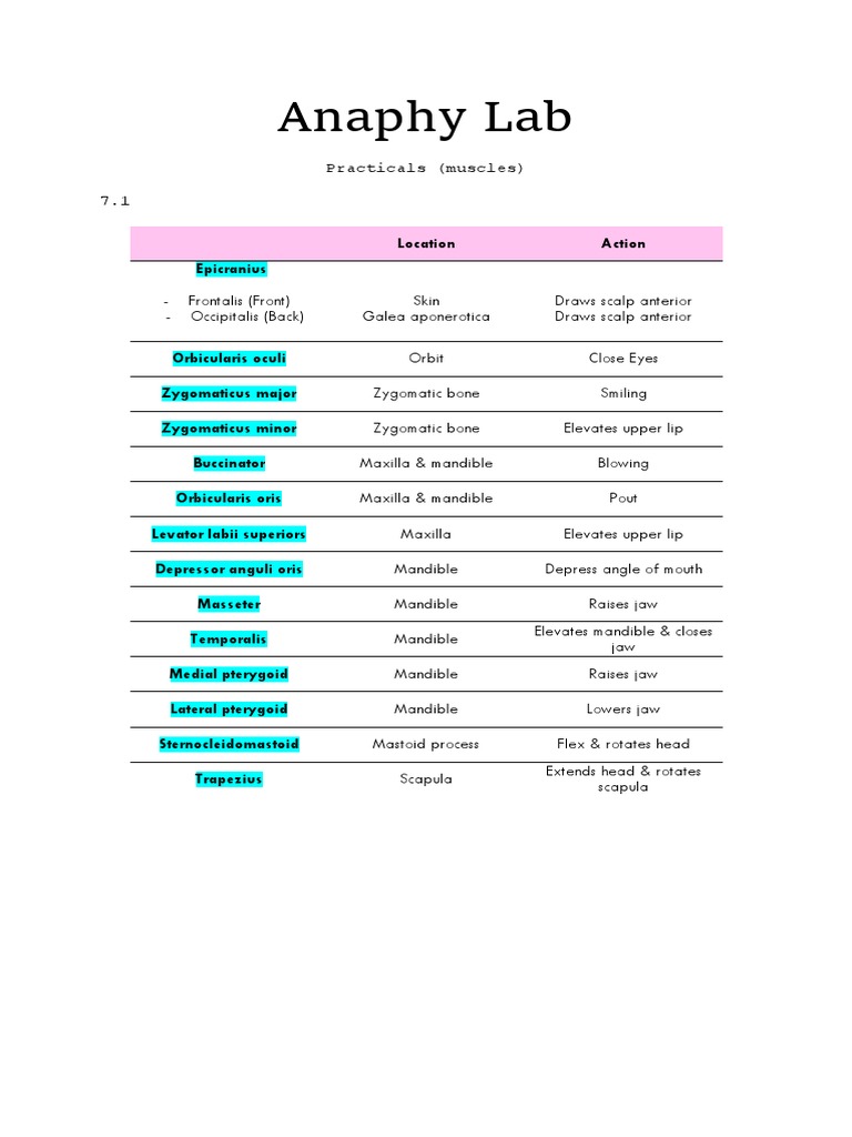 Anaphy Lab: Location Action Epicranius | Download Free PDF | Anatomical ...
