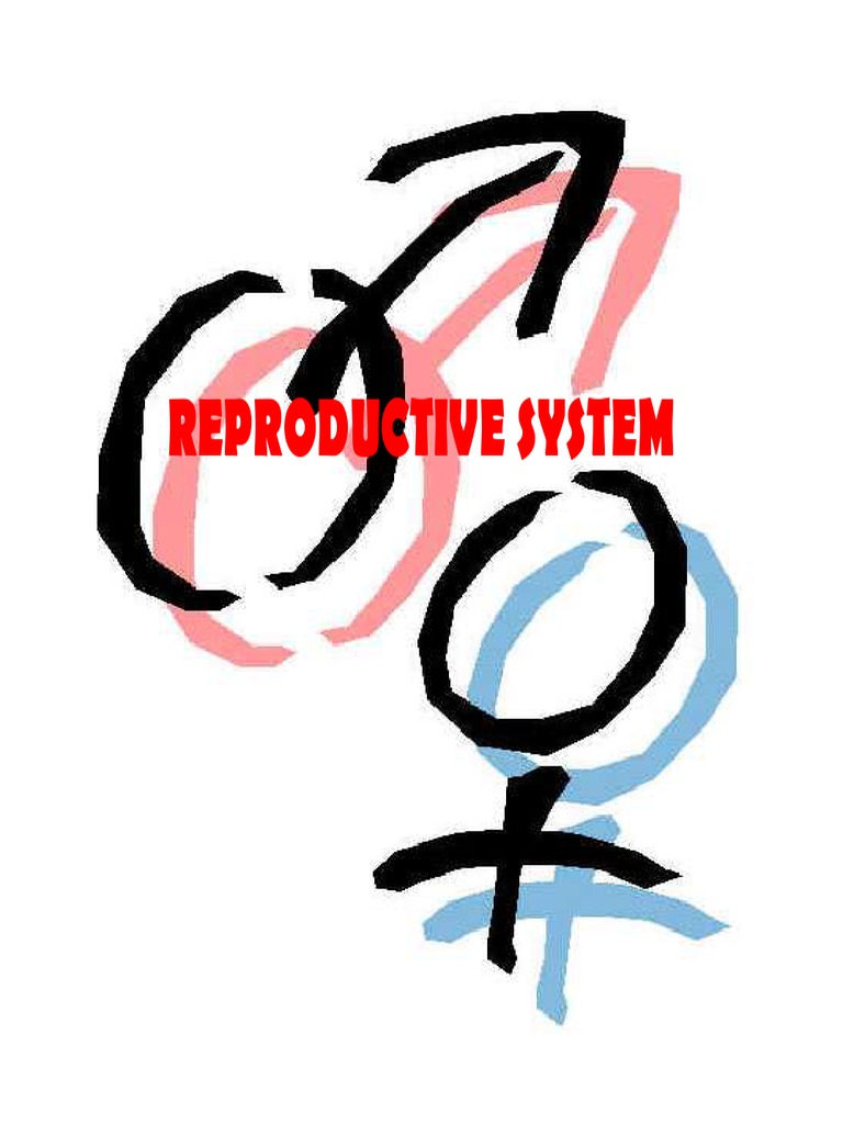 Reproductive System | PDF | Reproductive System | Testicle