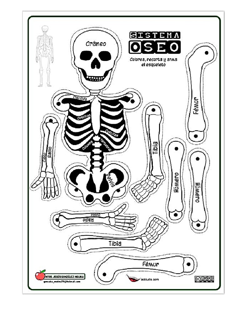 Modelo de Esqueleto Armable | PDF