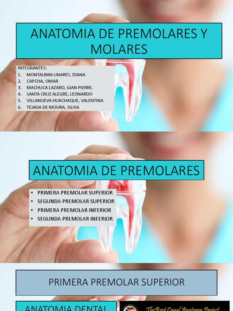 Anatomia de Premolares y Molares Final | Diente | Ramas de Odontología